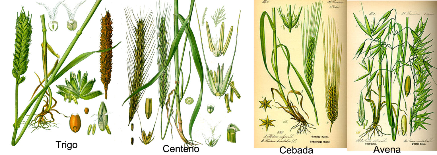 Diferencia entre trigo y cebada - PEDIAEXPERTOS